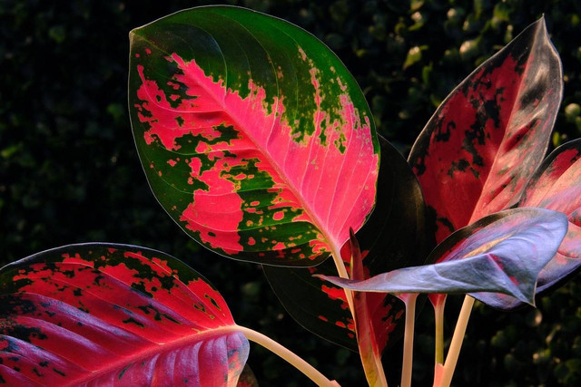 Cara Merawat Bunga Sri Rejeki untuk Pecinta Tanaman Hias Pemula ...