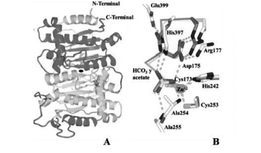 Pengaruh Unsur Mikro Zinc (Zn) terhadap Pertumbuhan dan Hasil Kelapa ...