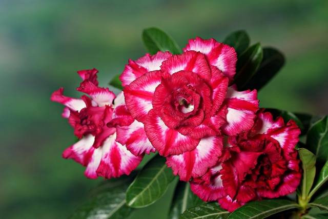 Tanaman Hias Adenium Sangat Cocok Ditanam Pada Dataran Tinggi ...