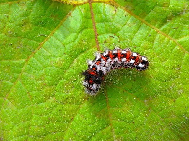 4 Cara Mengatasi Ulat pada Tanaman Hias dengan Bahan Alami | kumparan.com