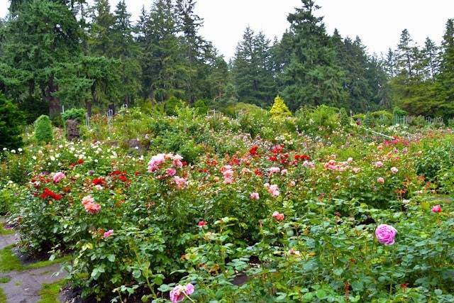 Penyebab Bunga Mawar Tidak Berbunga dan Mekar Sempurna | kumparan.com