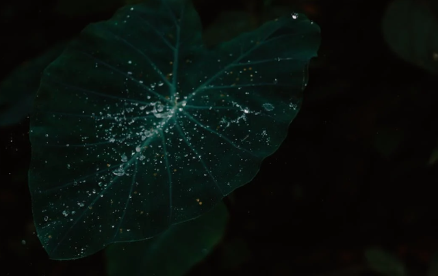 Kenapa Daun Talas Anti Air? Ini Penjelasannya | kumparan.com