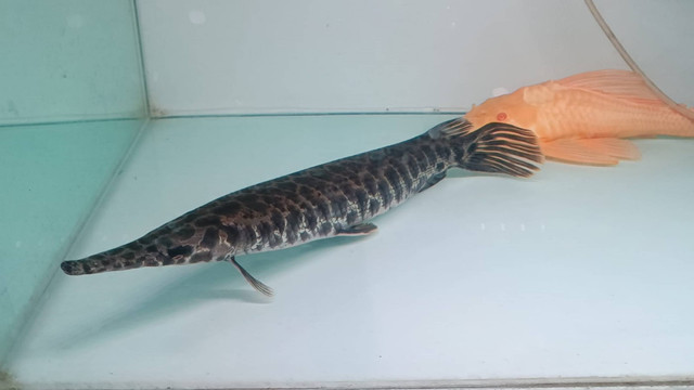 Daftar Ikan Terlarang yang Jangan Dipelihara: Alligator Gar hingga ...