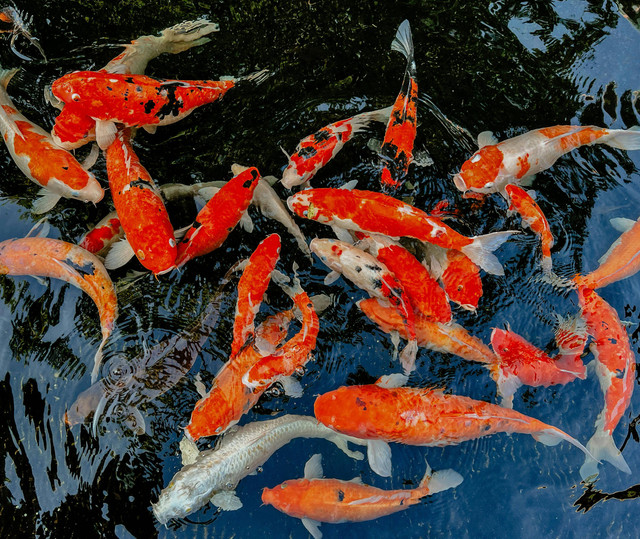 Apakah EM4 Perikanan Harus Diaktifkan Terlebih Dahulu? Ini Jawabannya ...