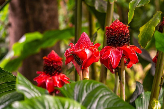 Tanaman Combrang: Tanaman Khas Nusantara yang Kaya Manfaat | kumparan.com