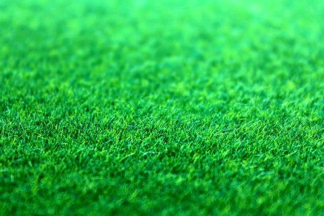 Apakah Rumput Jepang Merambat? Cek Faktanya di Sini | kumparan.com