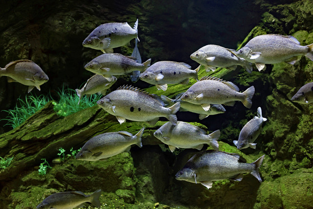 Cara Pengendalian Hama dan Penyakit Ikan Nila yang Tepat | kumparan.com