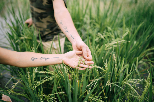 Cara Pengendalian Penyakit Kerdil Rumput pada Tanaman Padi | kumparan.com