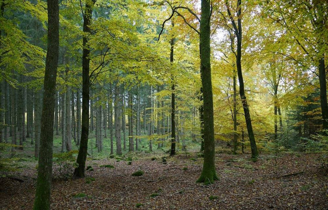 3 Penyebab Adanya Iklim Muson Tropis dan Keunggulannya | kumparan.com