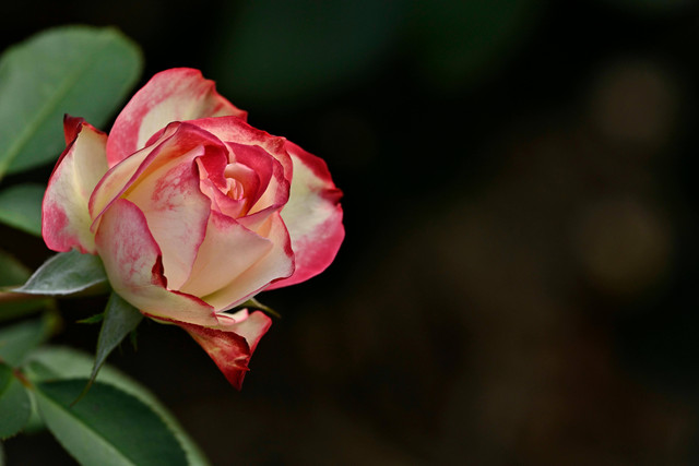 3 Cara Menanam Bunga Mawar di Pot dengan Indah | kumparan.com