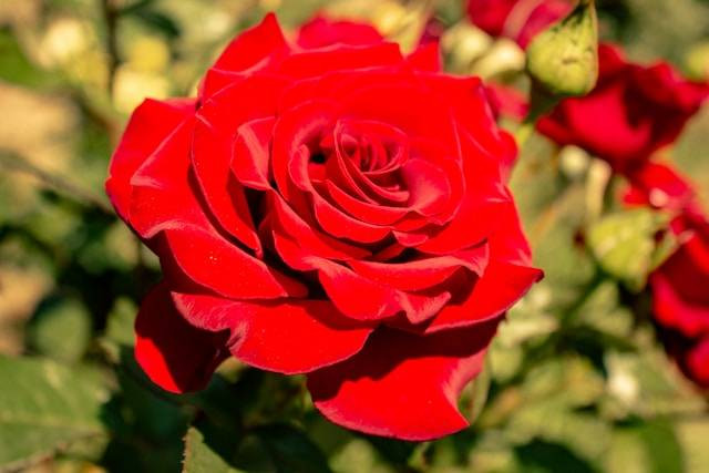 Apakah Bunga Mawar Harus Kena Matahari? Ini Penjelasannya | kumparan.com