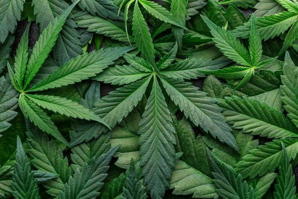 Ganja Medis menjadi Dilema di Indonesia | kumparan.com