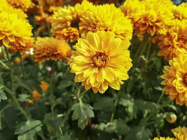 Setiya Aji Flower Farm: Serunya Jalan-Jalan ke Tempat Budidaya Bunga ...