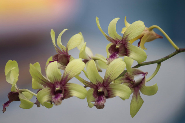 3 Ciri-Ciri Anggrek Hibrida dan Cara Perawatannya | kumparan.com