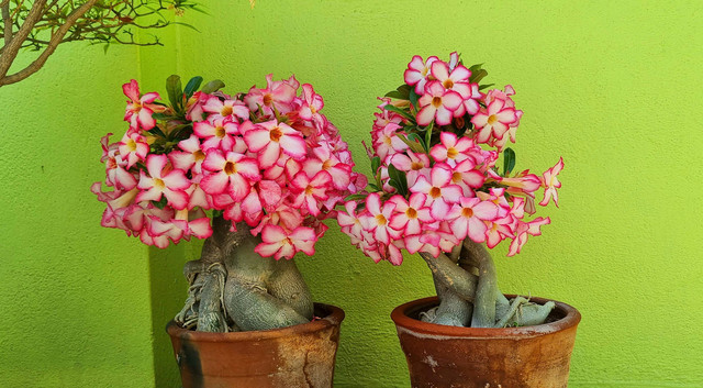 Cara Semai Adenium dari Biji untuk Hasil Optimal | kumparan.com