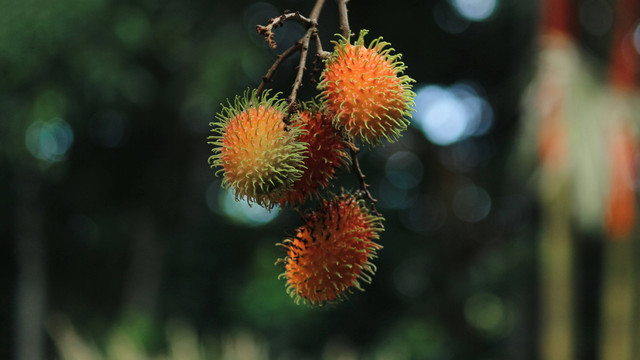 5 Jenis Pohon Rambutan Cepat Berbuah yang Wajib Ditanam | kumparan.com