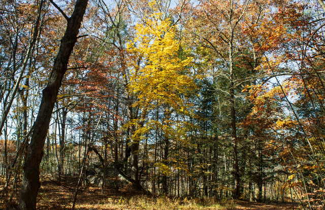 5 Pohon yang Merusak Pondasi Rumah | kumparan.com