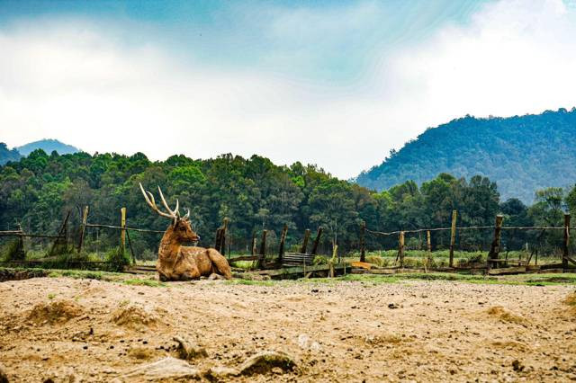 Penangkaran Rusa Ranca Upas: Destinasi Edukasi dan Rekreasi Alam di ...