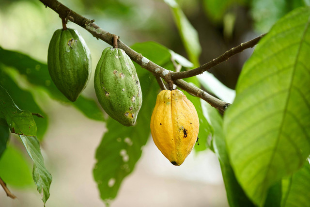 Jarak Tanam Coklat yang Ideal untuk Hasil yang Maksimal | kumparan.com