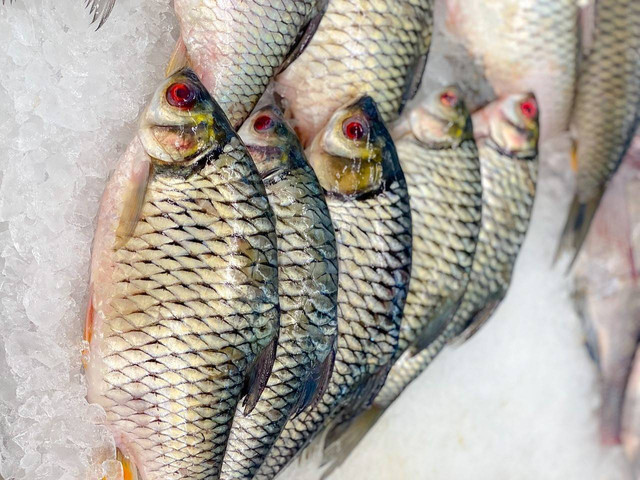 Cara Mancing Nila di Musim Hujan agar Hasil Melimpah | kumparan.com