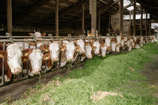 5 Manfaat Sorgum untuk Ternak sebagai Pakan yang Bergizi dan Efisien ...