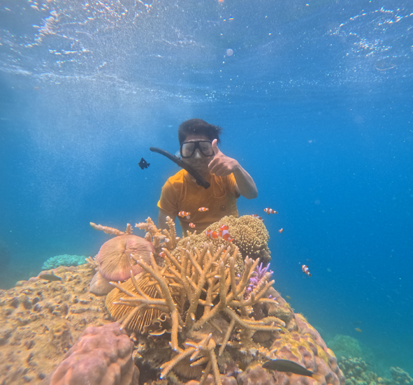 Alam Bawah Laut Karimunjawa, Surga Snorkeling dan Rumah Ikan Nemo di ...