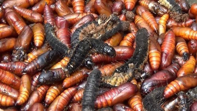 Ahli Serangga UGM Ungkap Penyebab Kemunculan Ulat Jati di Gunungkidul | kumparan.com