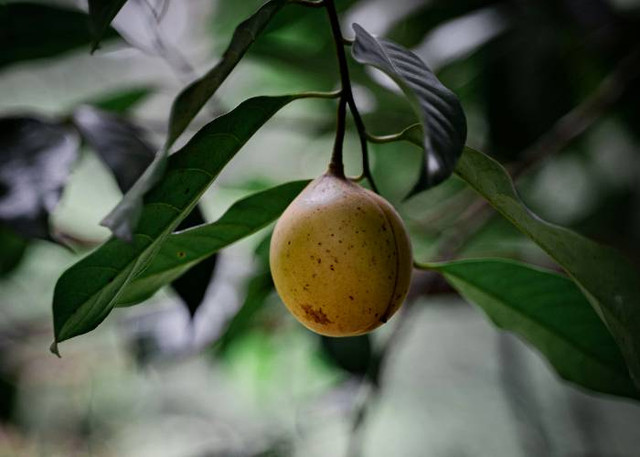 Cara Pupuk Pala yang Benar dan Antigagal | kumparan.com