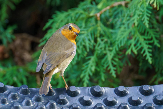Cara Menjinakkan Perkutut Lokal untuk Pemula | kumparan.com