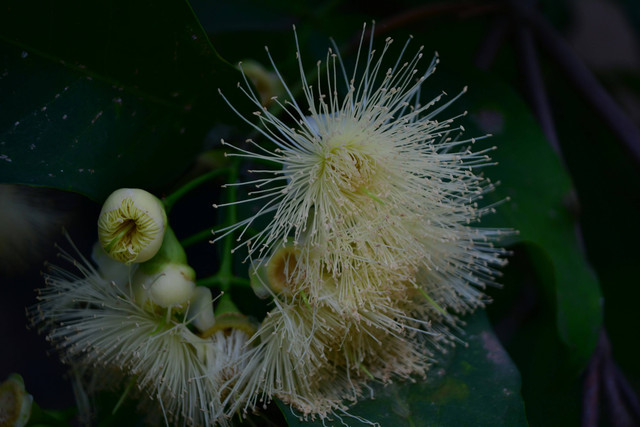 5 Penyebab Bunga Jambu Rontok dan Cara Mencegahnya | kumparan.com