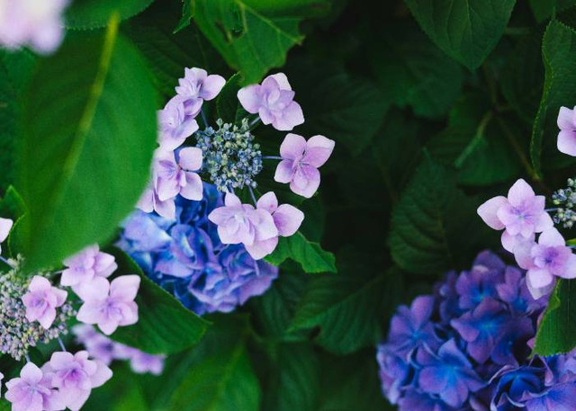 5 Penyebab Bunga Hortensia Tidak Berbunga atau Gagal Mekar | kumparan.com