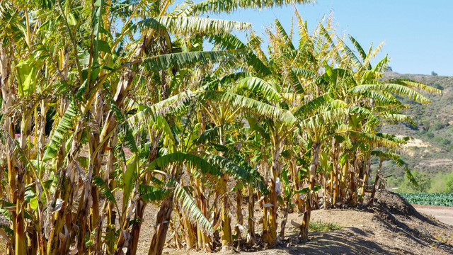 Cara Fermentasi Gedebog Pisang untuk Pakan Ayam | kumparan.com