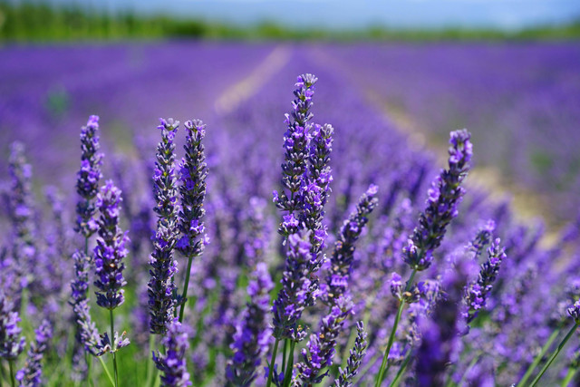 Cara Semai Lavender dengan Mudah agar Mekar Indah dan Harum Semerbak ...