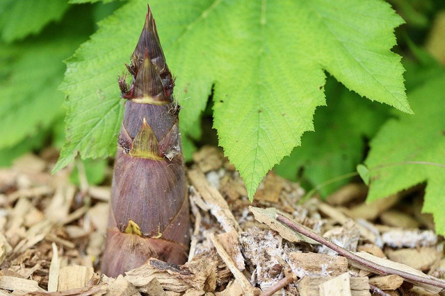 6 Cara Fermentasi Rebung Bambu yang Baik dan Benar | kumparan.com