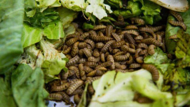 Budidaya Maggot: Mengubah Sampah Makanan Menjadi Sumber Daya Bernilai ...