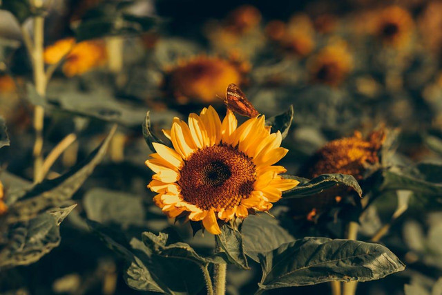 5 Rekomendasi Tanaman Berbunga Terbaik yang Memikat Hati | kumparan.com