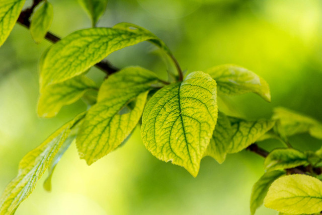 5 Manfaat Pohon Widuri, Tanaman Serbaguna yang Kaya Khasiat | kumparan.com