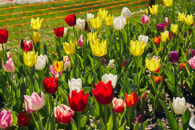 10 Tips Usaha Bunga Hias untuk Pemula agar Segera Sukses | kumparan.com