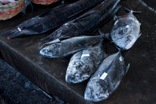 Harga Ikan Dingkis Imlek, Pembawa Keberuntungan di Tahun Baru | kumparan.com