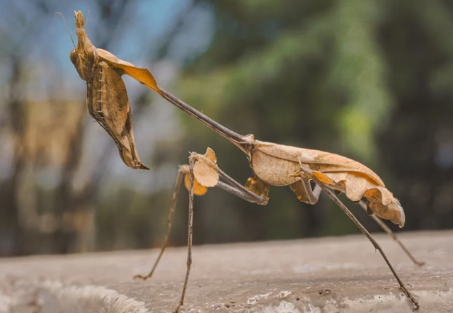 Apakah Belalang Ranting Langka? Simak Jawabannya di Sini | kumparan.com
