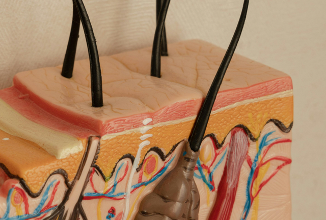 Sistem Integumen Pada Manusia: Pengertian dan Fungsinya | kumparan.com