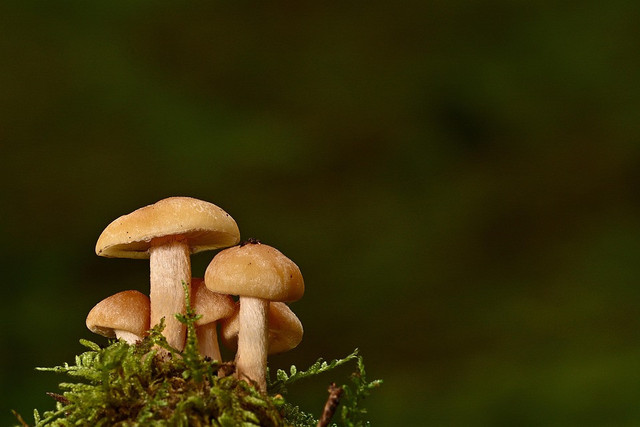 Sistem Klasifikasi menurut Robert H. Whittaker: 5 Kingdom | kumparan.com