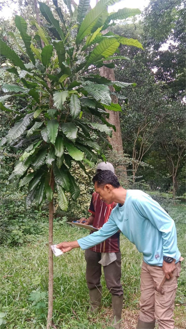 pohon kayu besi sulawesi