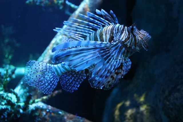 Mengenal Ukuran Ikan Anglerfish dan Karakteristiknya | kumparan.com