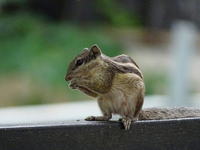 10 Contoh Hewan Mamalia Kecil dari Berbagai Habitat | kumparan.com