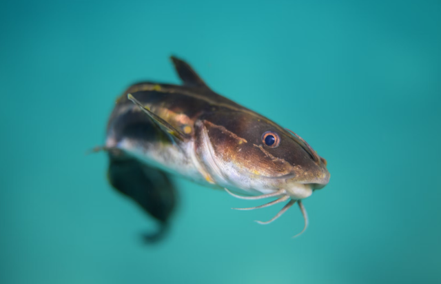 5 Penyebab Lele Mati Kulit Mengelupas yang Patut Dihindari | kumparan.com