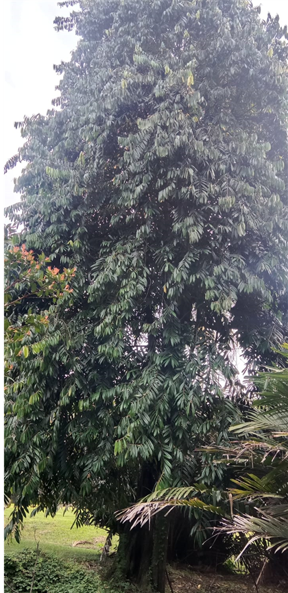 pohon kayu besi sulawesi