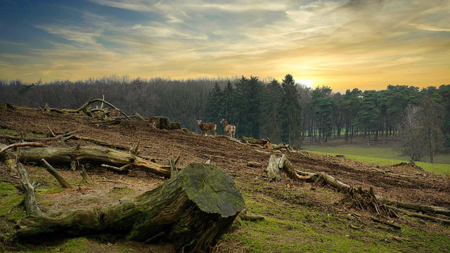 Deforestasi: Pengertian, Penyebab, dan Dampaknya | kumparan.com