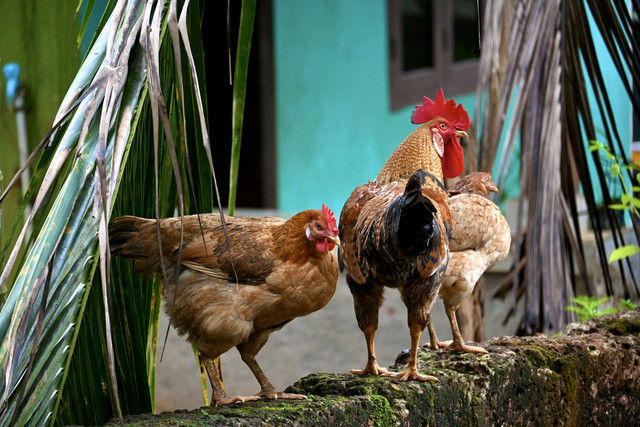 7 Tips Pelihara Ayam Kampung dengan Efisien | kumparan.com