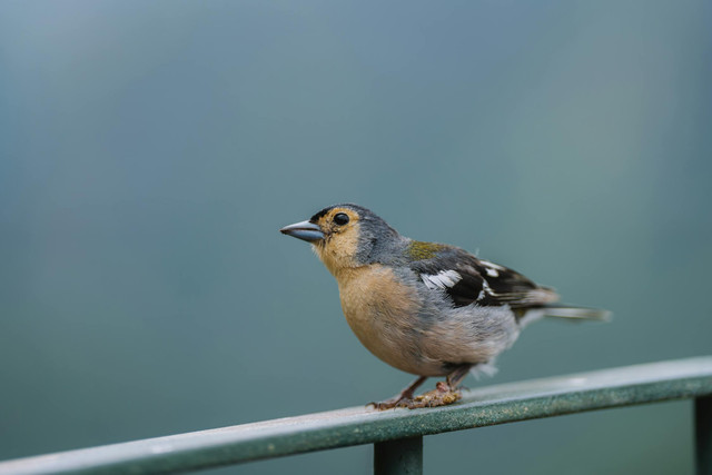 Cara Mengusir Burung Cuit-Cuit di Malam Hari agar Rumah Lebih Tenang ...